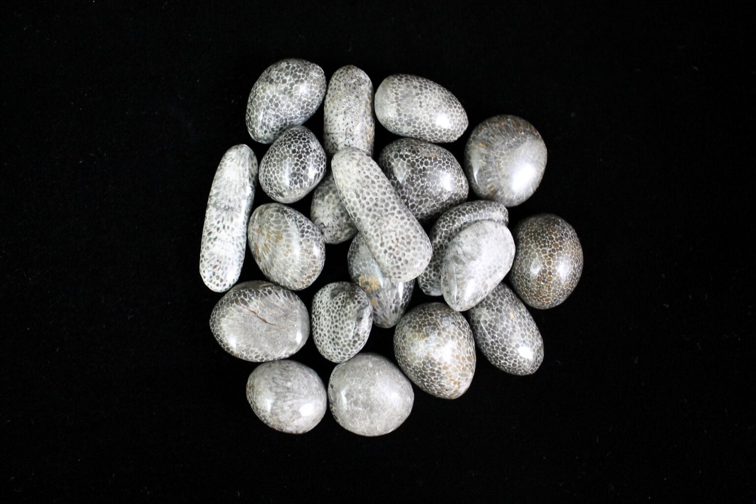 Bryozoan Fossil Crystal tumbled stone- large | The Twisted Bead & Rock Shop